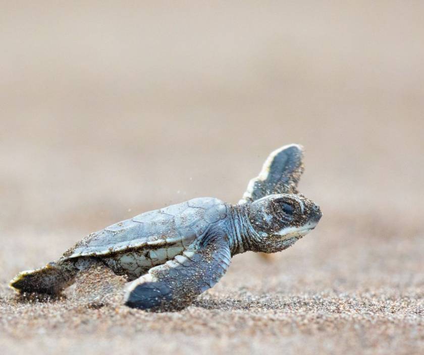 Turtle Season on Siesta Key: Learn About These Amazing Creatures ...